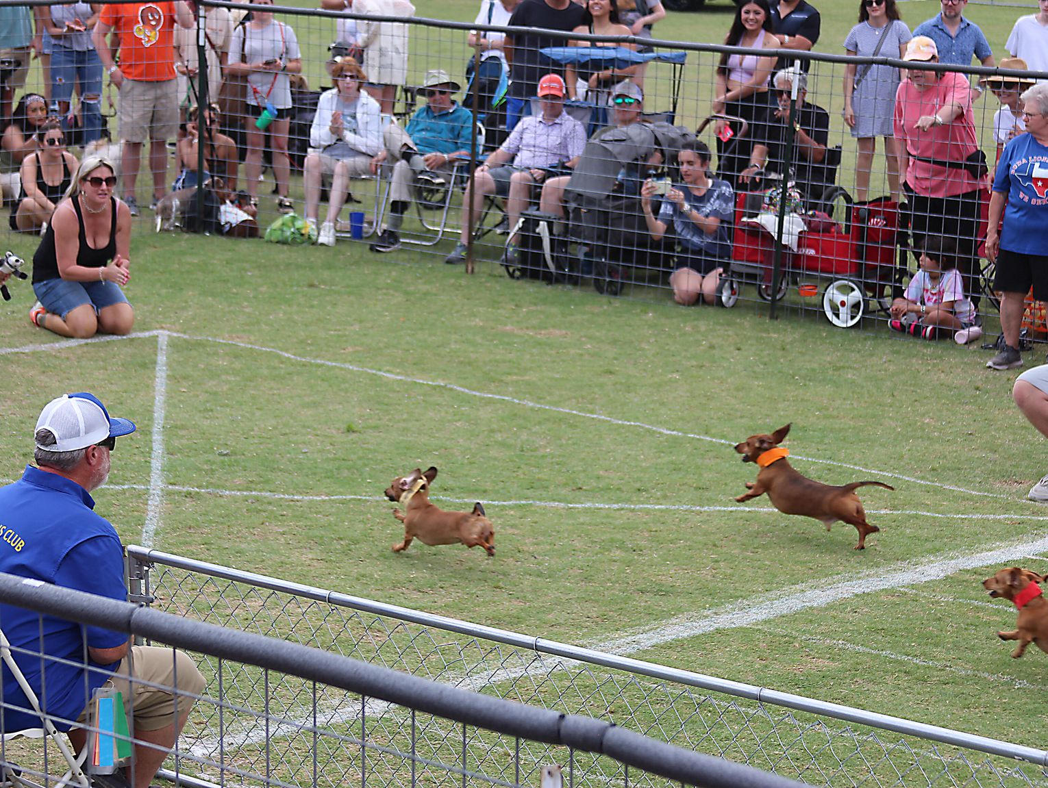 Buda Lions Club hosts 2025 Wiener Dog Races