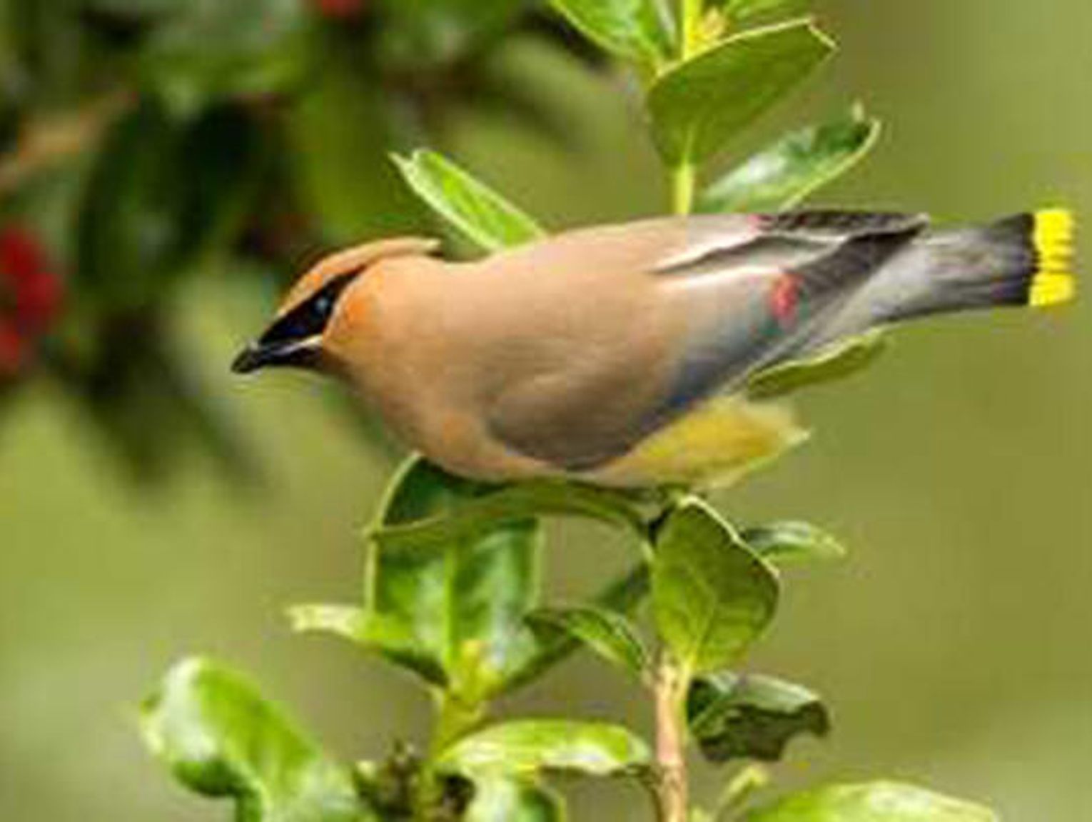 Catch sight of cedar waxwings while you can