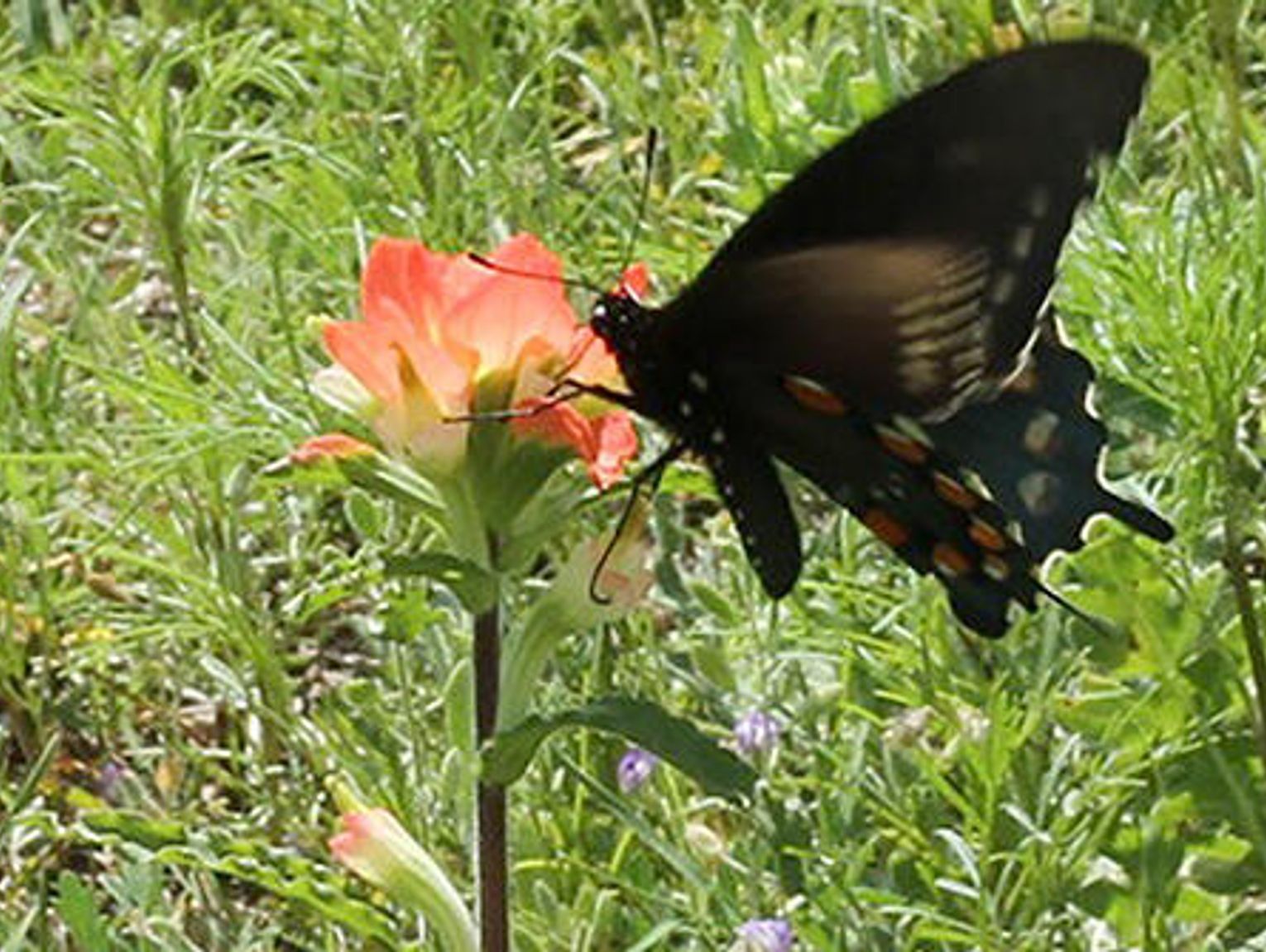 Taking care of Mother Earth: 47th annual Earth Day April 22