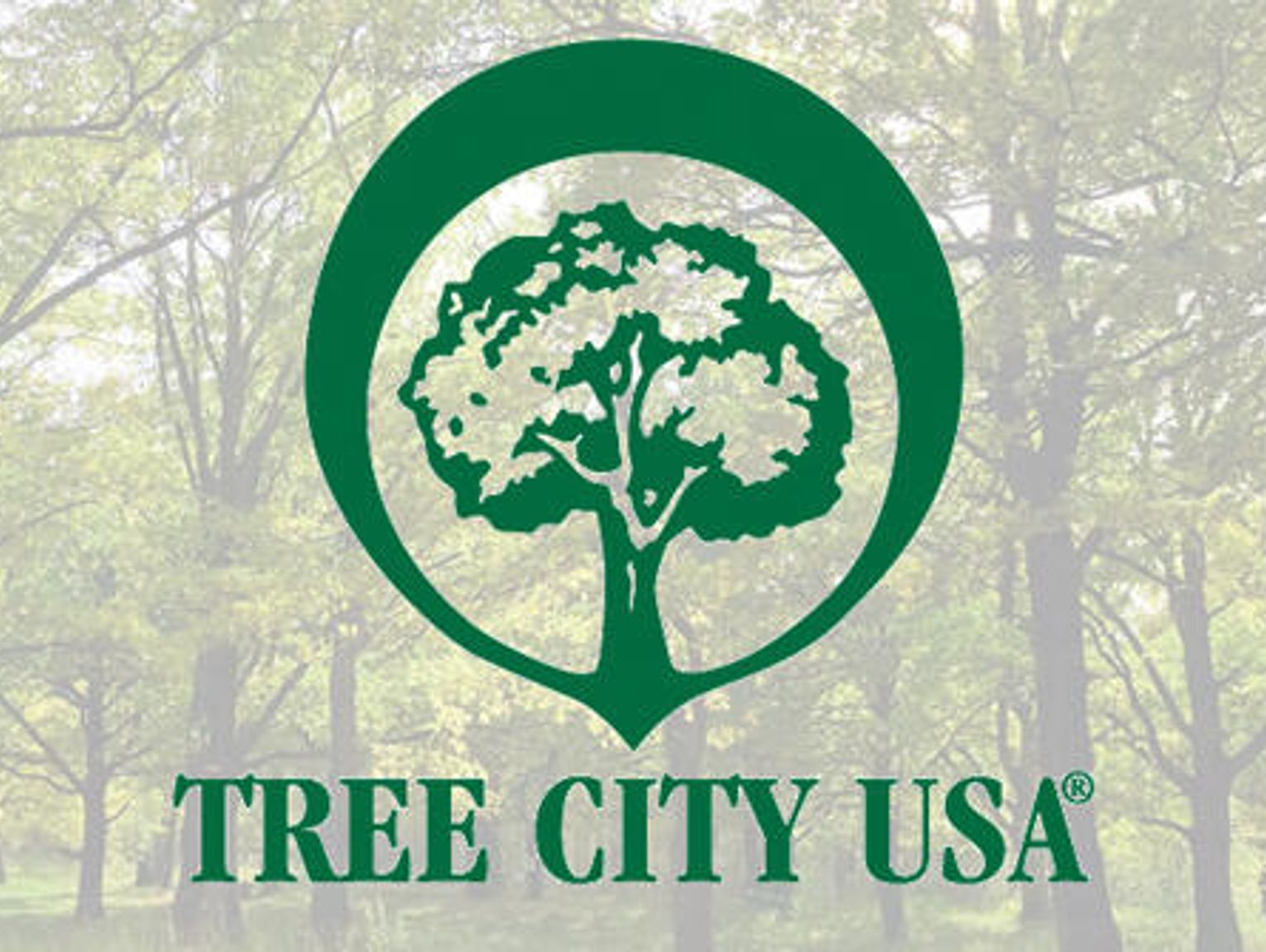 Tree season is underway: Buda designated a Tree City USA for third year